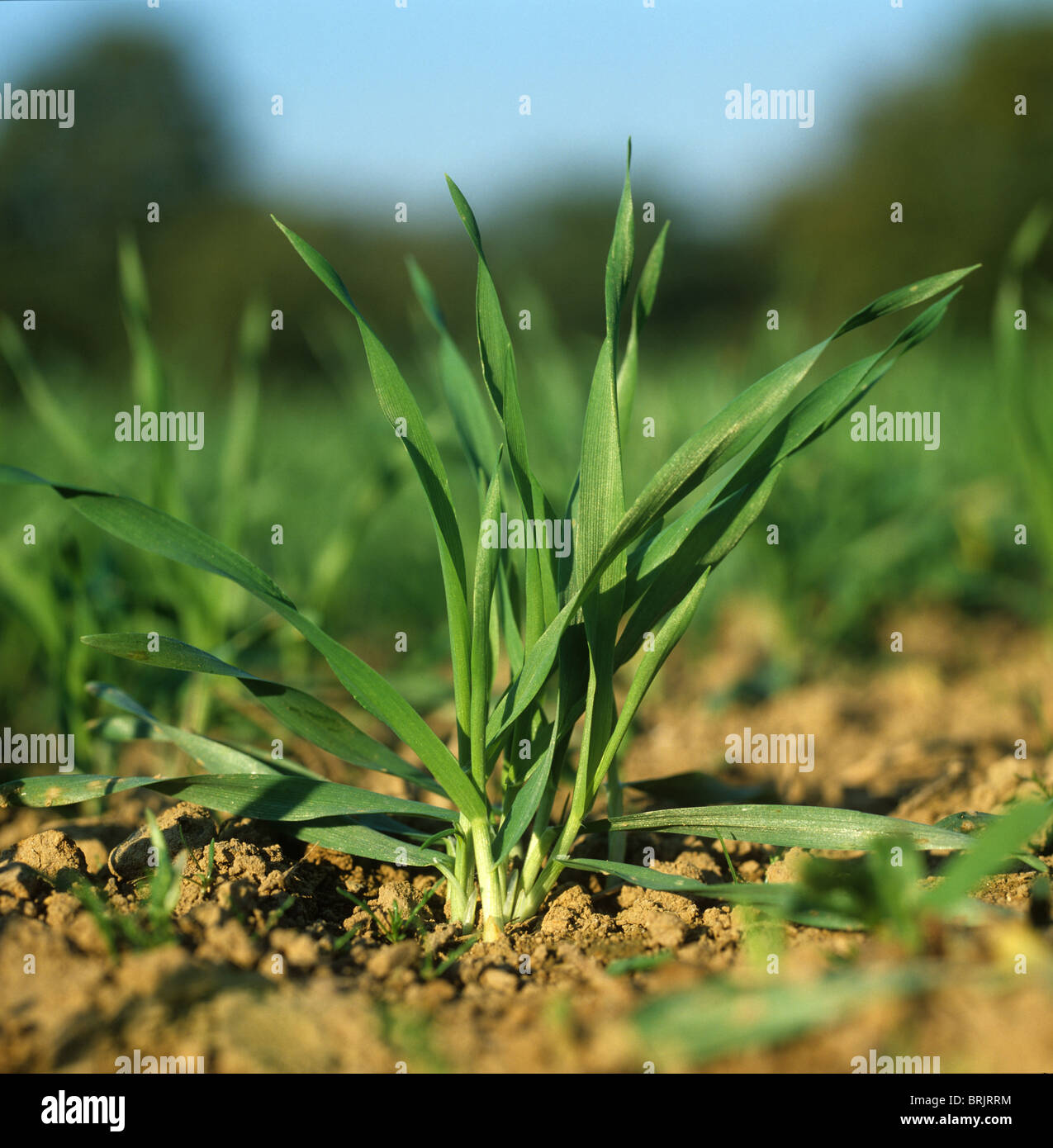 Young Barley Plant 2 Row Barley Plants: Growing 2 Row Malting Barley