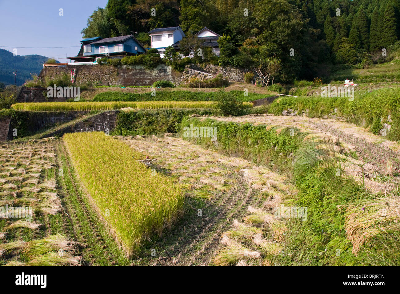Terraced rice fields during harvesting, near Oita, Kyushu, Japan Stock ...