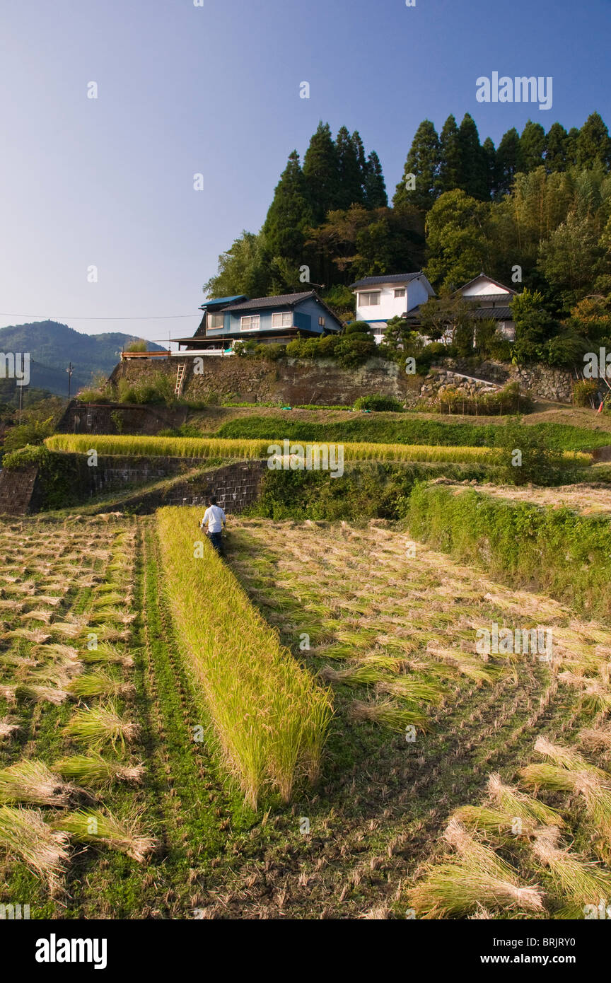 Rice fields near oita hi-res stock photography and images - Alamy