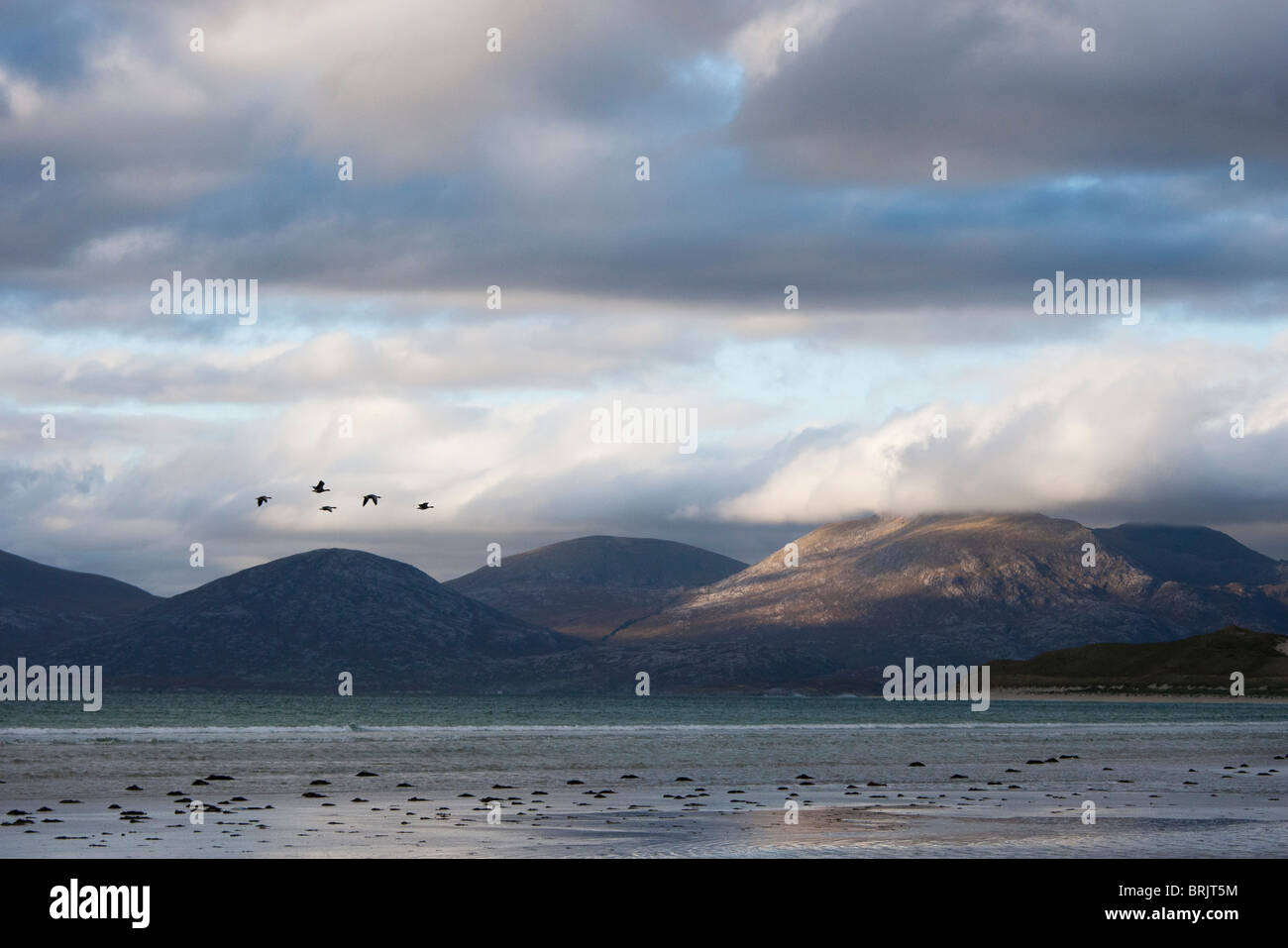 Greylag geese (Anser anser) migrating from Harris, isle of Harris ...