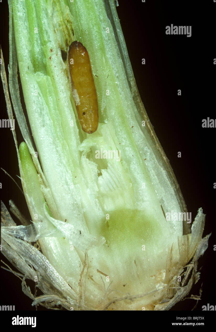 Gout Fly Chlorops Pumilionis Larva High Resolution Stock Photography ...