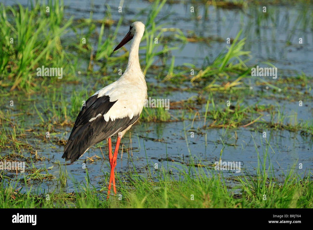 Storks stork in the Biebrza River Reservation in Podlasie Region ...