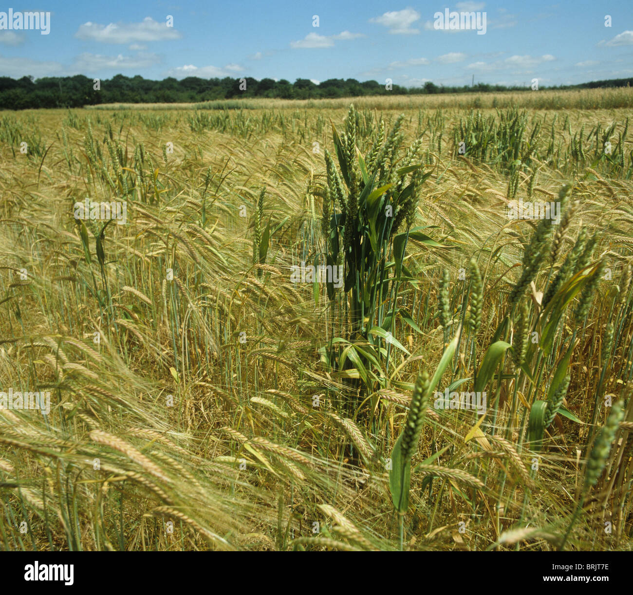 Volunteer wheat plants in ear growing through a ripening barley crop ...