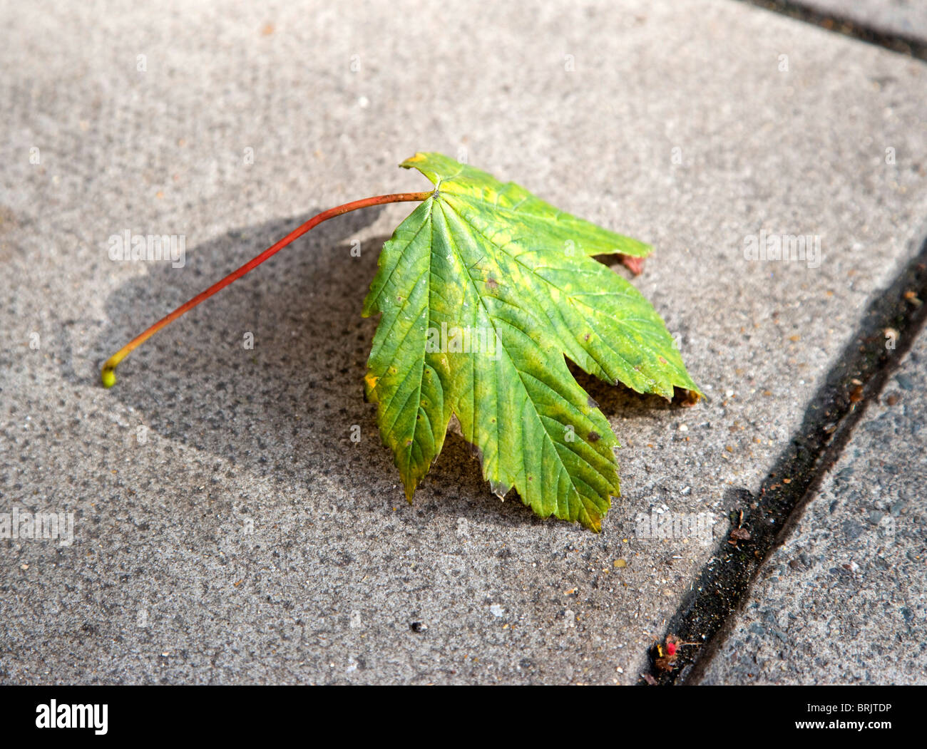 A Fallen Leaf on a Pavement Stock Photo - Alamy