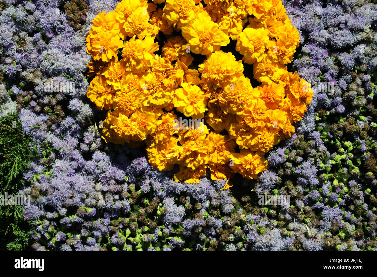 Pretty Colorful Flowers Stock Photo - Alamy