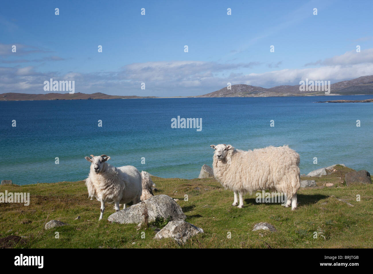 Sheep on the beach of Harris, Outer Hebrides, Scotland Stock Photo - Alamy