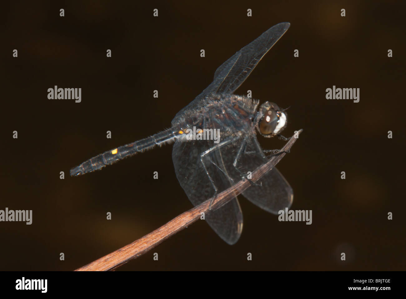 Dot-tailed Whiteface (Leucorrhinia intacta) Dragonfly - Male Stock Photo - Alamy