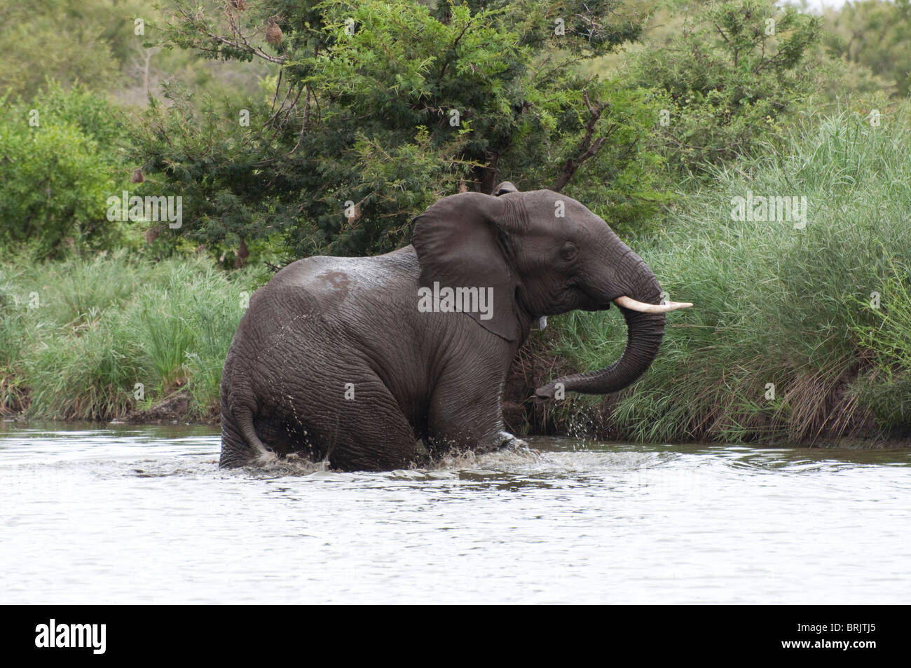African Elephant in Water Stock Photo - Alamy