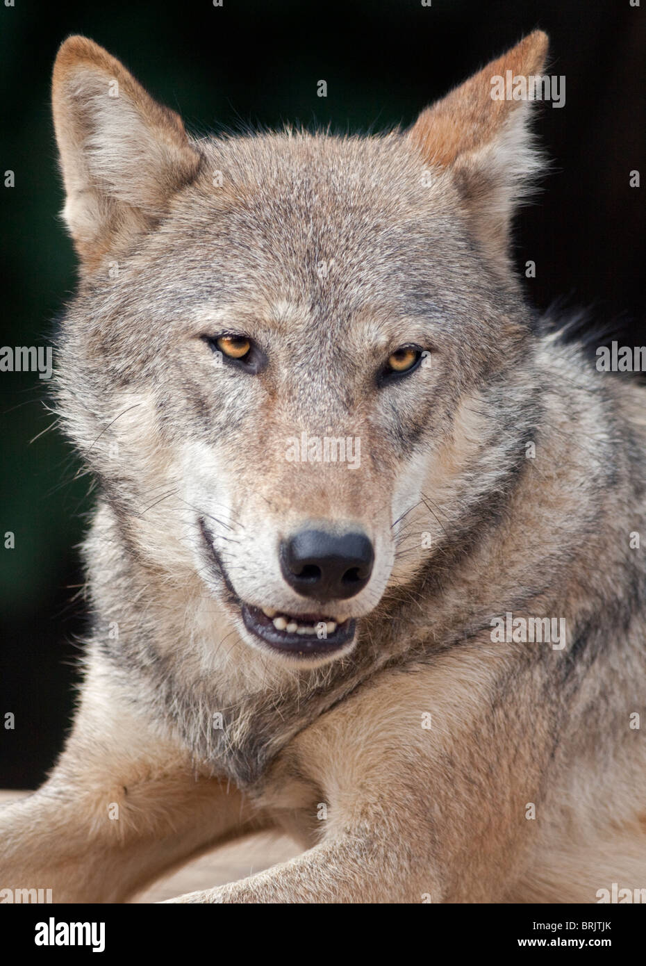 Grey Wolf (canis lupus Stock Photo - Alamy