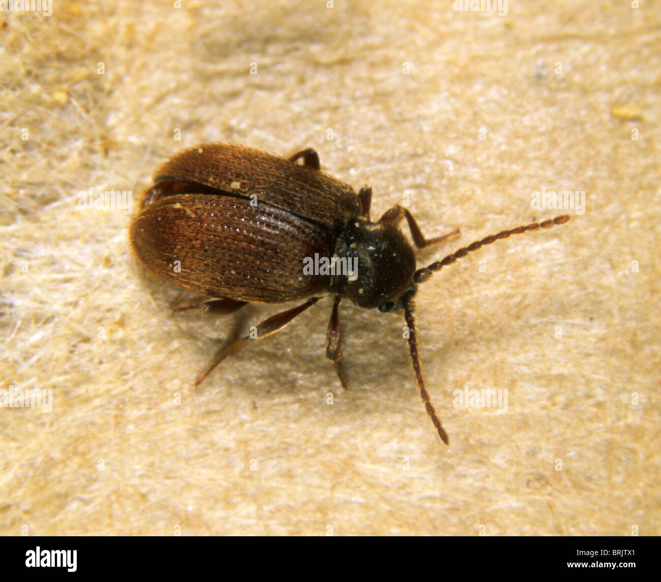 Australian spider beetle (Ptinus tectus) adult Stock Photo - Alamy