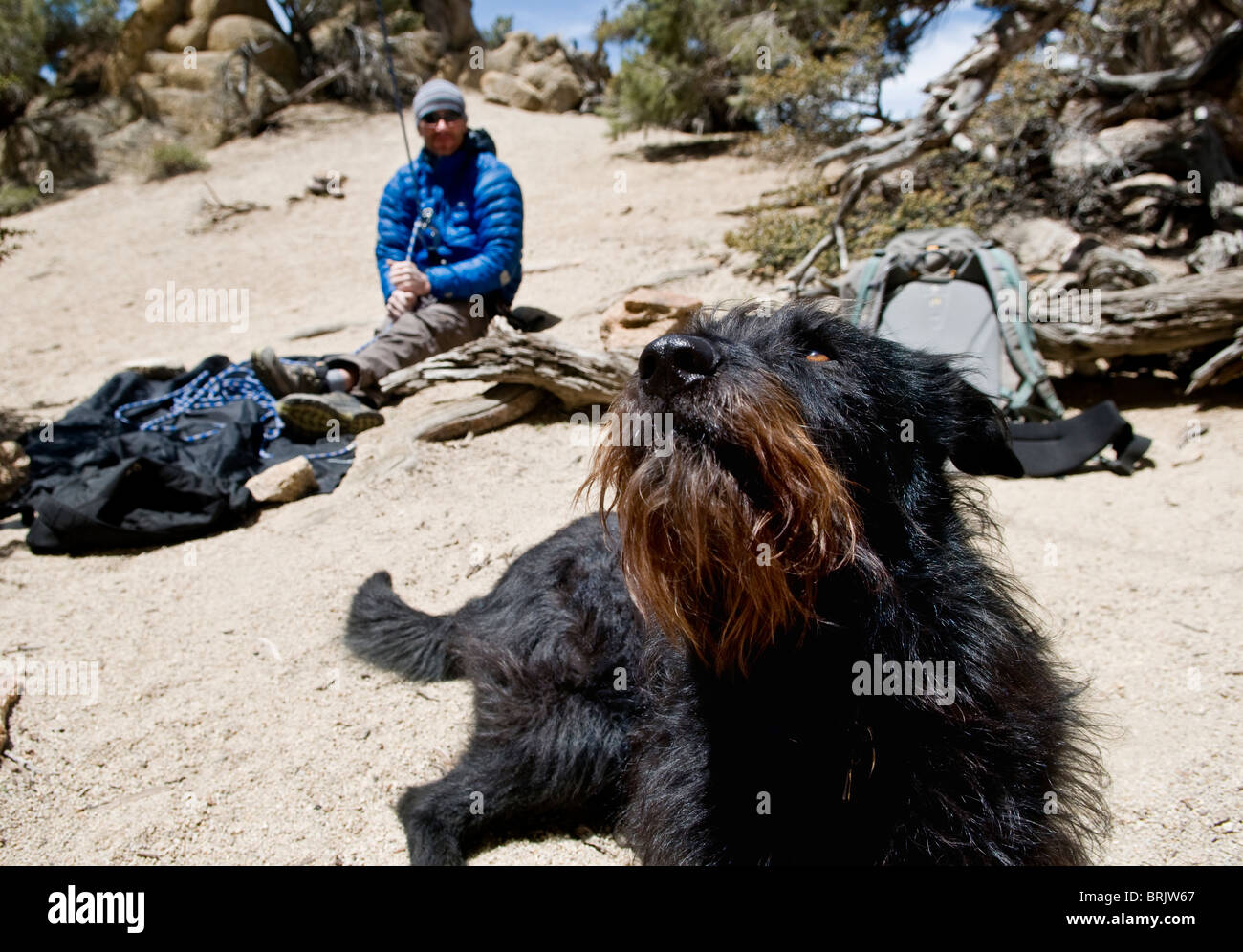 A black dog watches his owner climb in Benton, California Stock Photo ...
