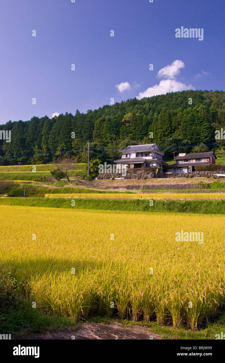 Terraced rice fields ready for harvesting, near Oita, Kyushu, Japan ...