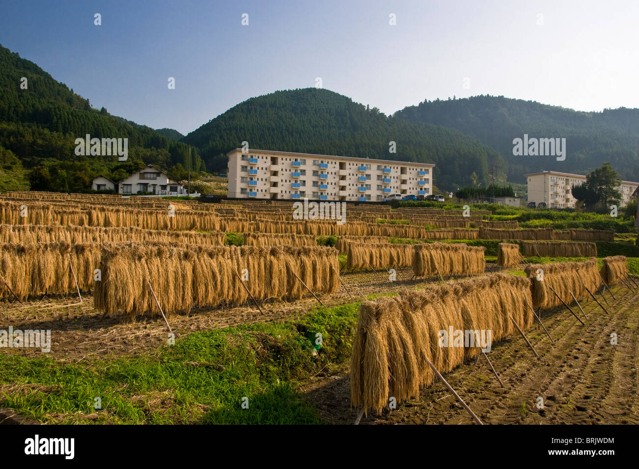 Sheaves of recently harvested rice hanging to dry. Yufuin, Oita, Kyushu ...