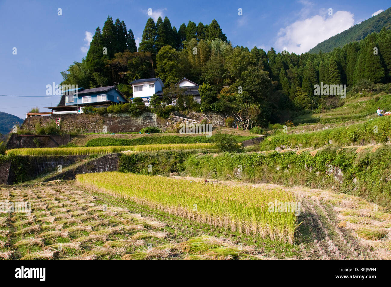 Terraced rice fields during harvesting, near Oita, Kyushu, Japan Stock ...