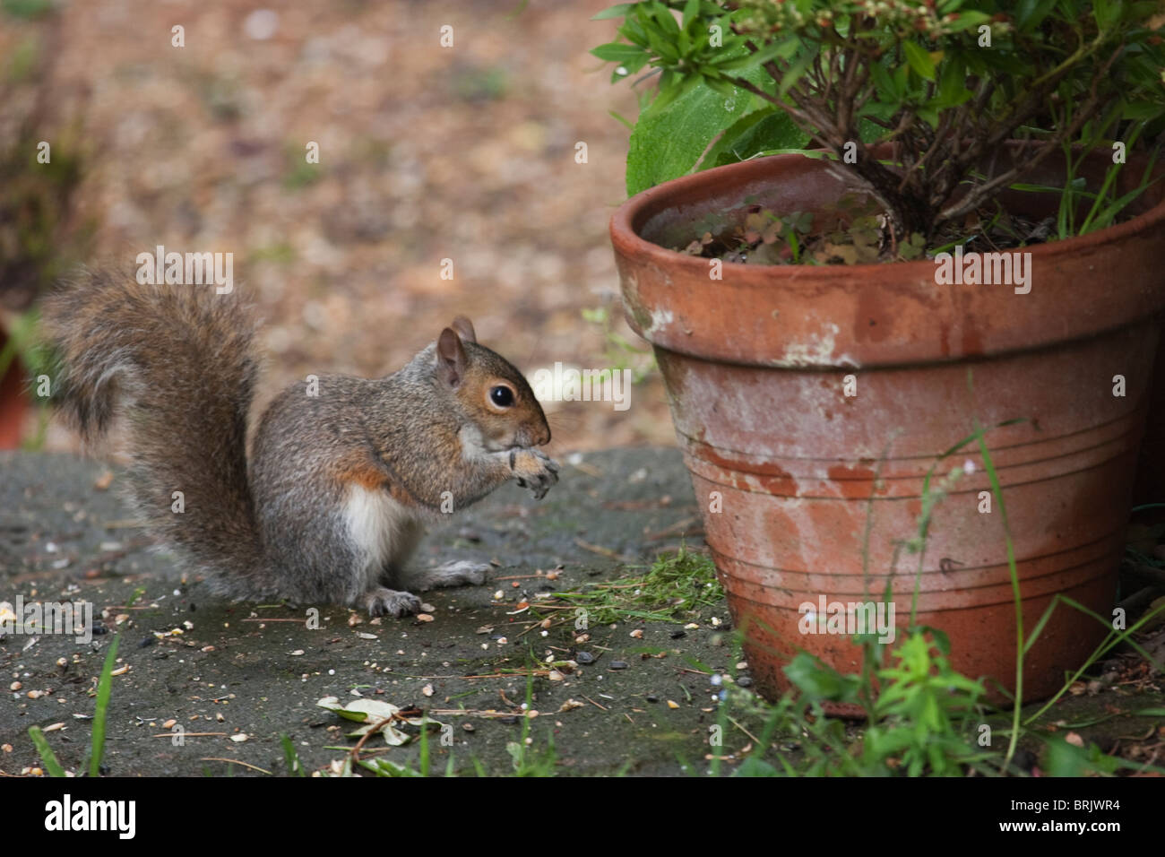 Squirrel flower pot hi-res stock photography and images - Alamy
