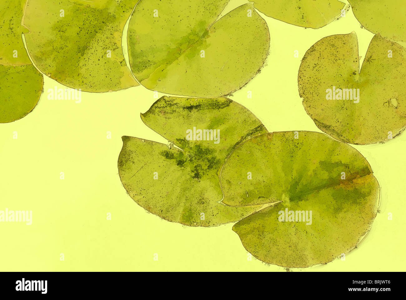 Lily pad cover hi-res stock photography and images - Alamy