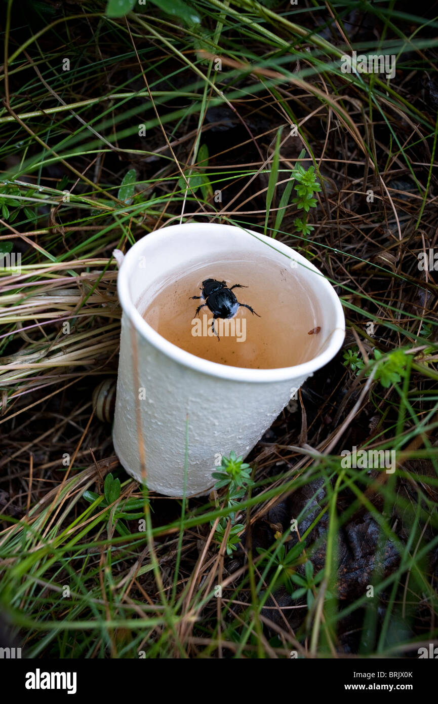 Beetle in cup with water Stock Photo - Alamy