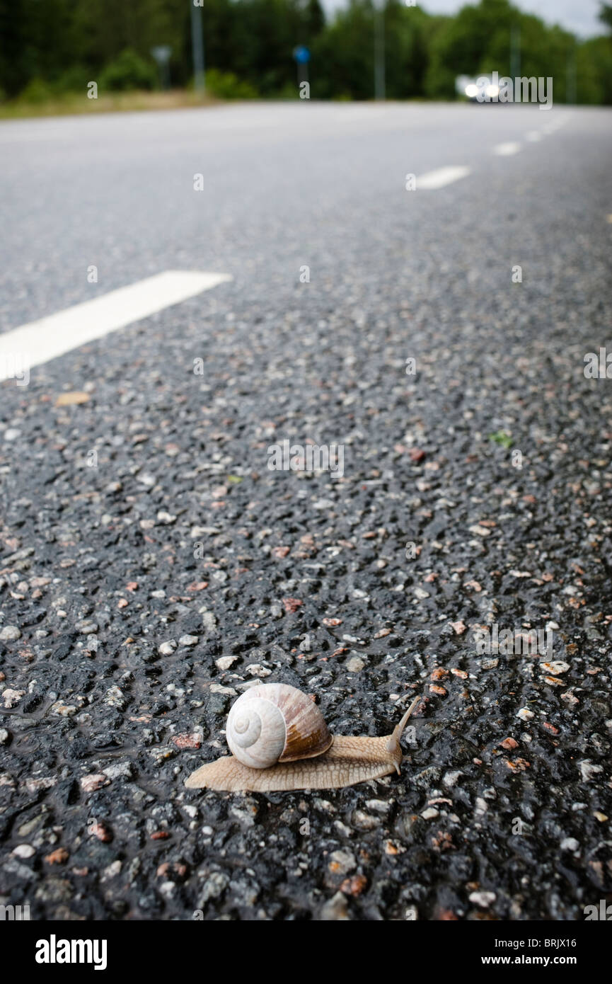 Snail on road with car in background Stock Photo - Alamy