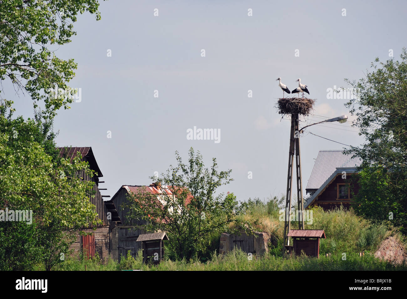 White storks poland hi-res stock photography and images - Alamy