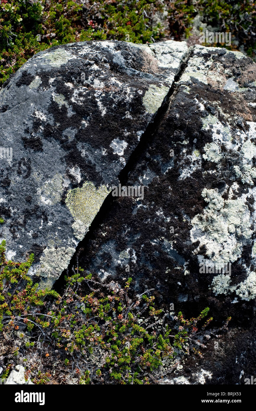 fungi on cracked rock Stock Photo - Alamy