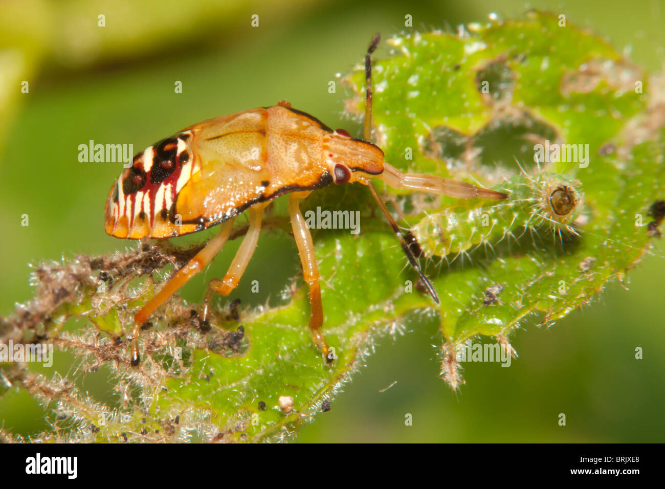 Stink Bug (Podisus sp.) - Nymph with prey on a leaf Stock Photo - Alamy