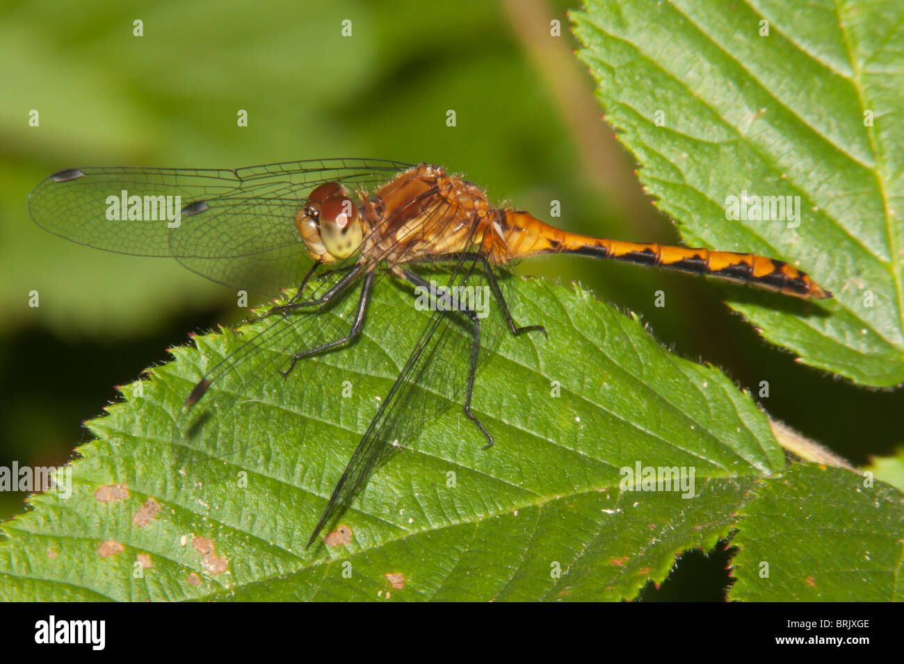 Cherry-faced Meadowhawk (Sympetrum internum) Dragonfly - Juvenile Male ...