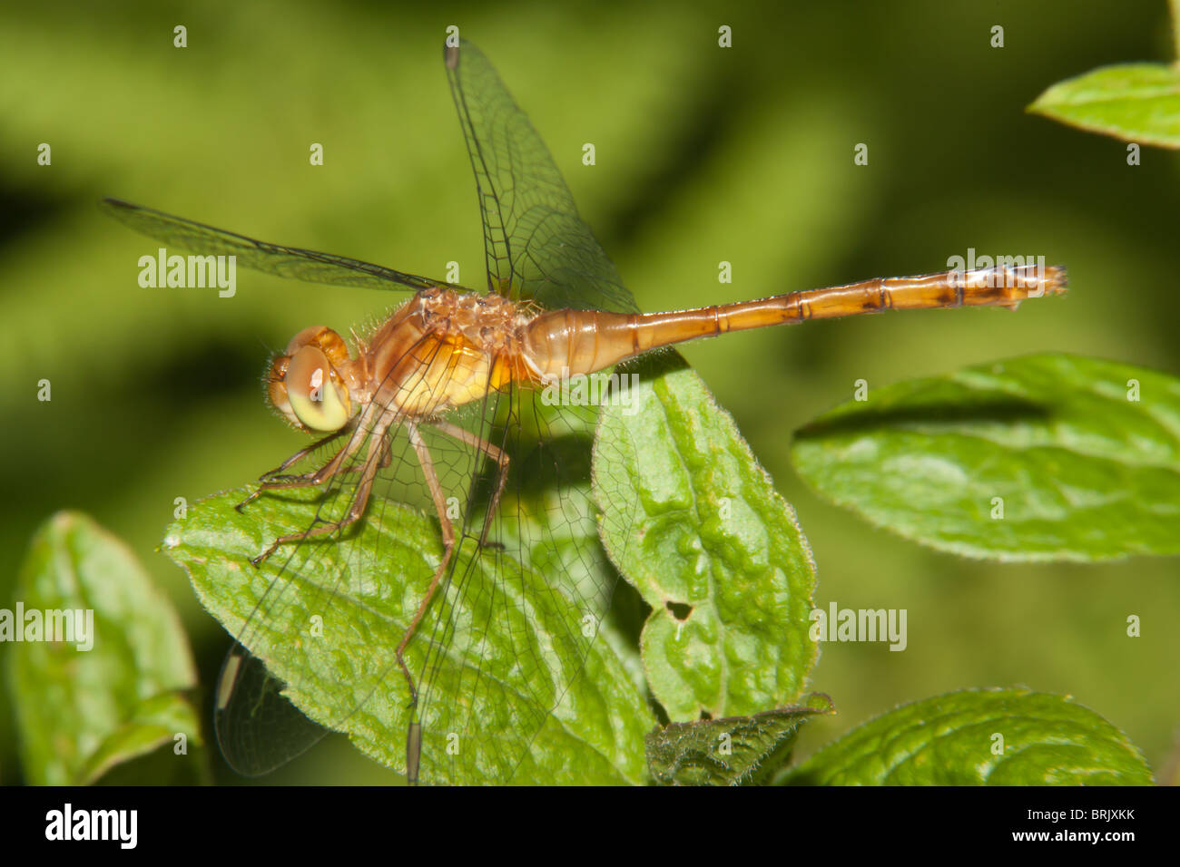 Female autumn meadowhawk hi-res stock photography and images - Alamy