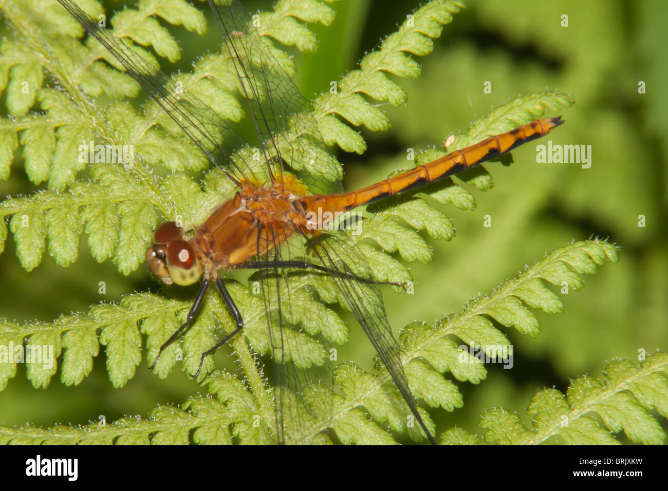 Cherry-faced Meadowhawk (Sympetrum internum) Dragonfly - Juvenile Male ...