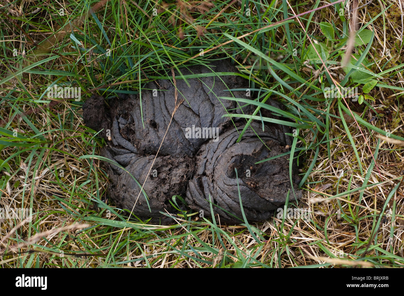 cow's feces in grass Stock Photo - Alamy