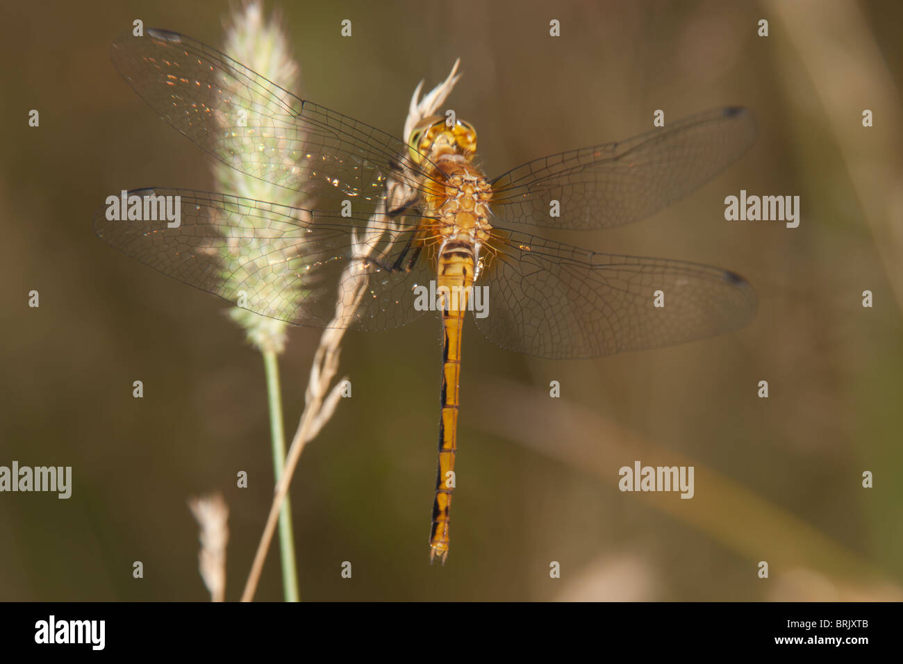 Cherry-faced Meadowhawk (Sympetrum internum) Dragonfly - Teneral Female ...