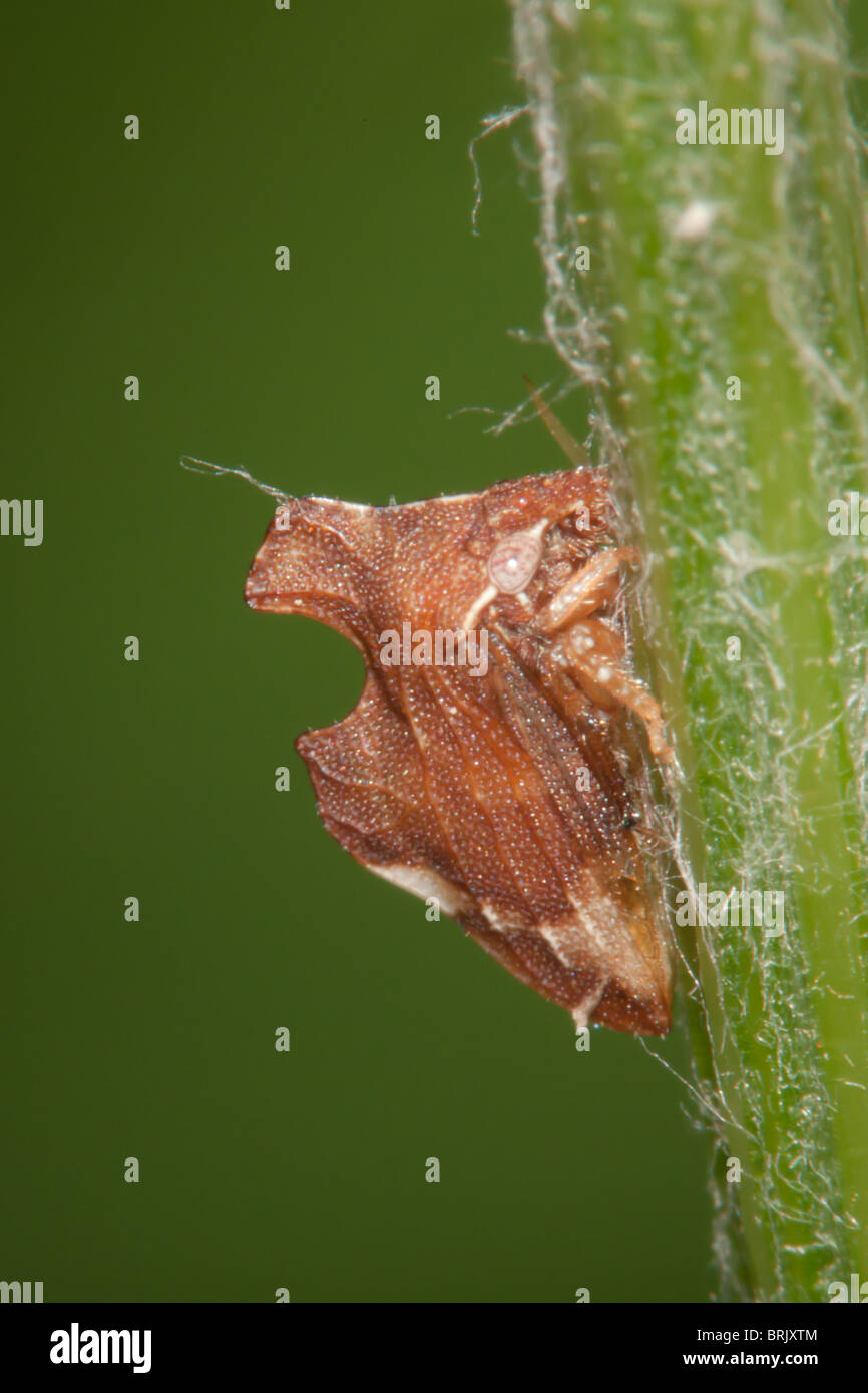Treehopper hi-res stock photography and images - Alamy