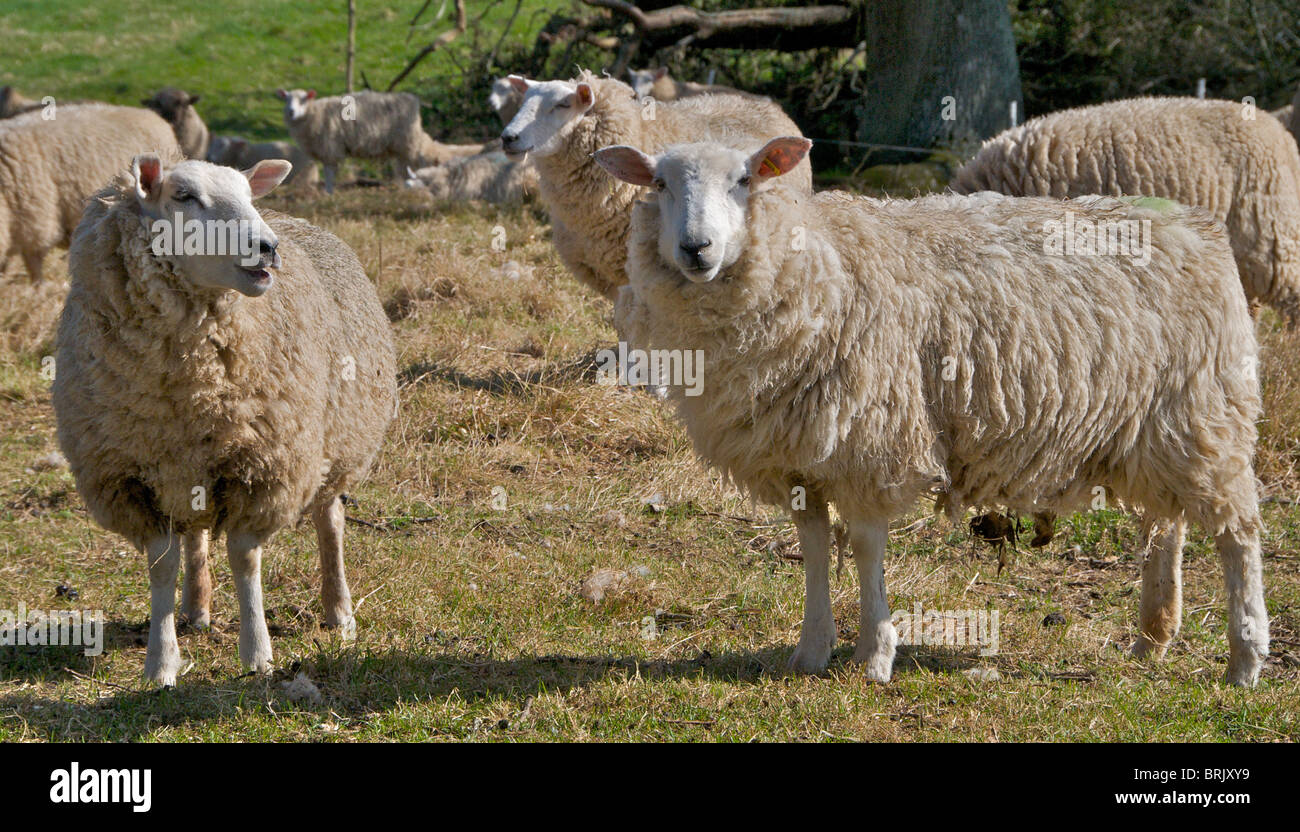 Sheep warily watch passers-by in their field in Sussex Stock Photo - Alamy