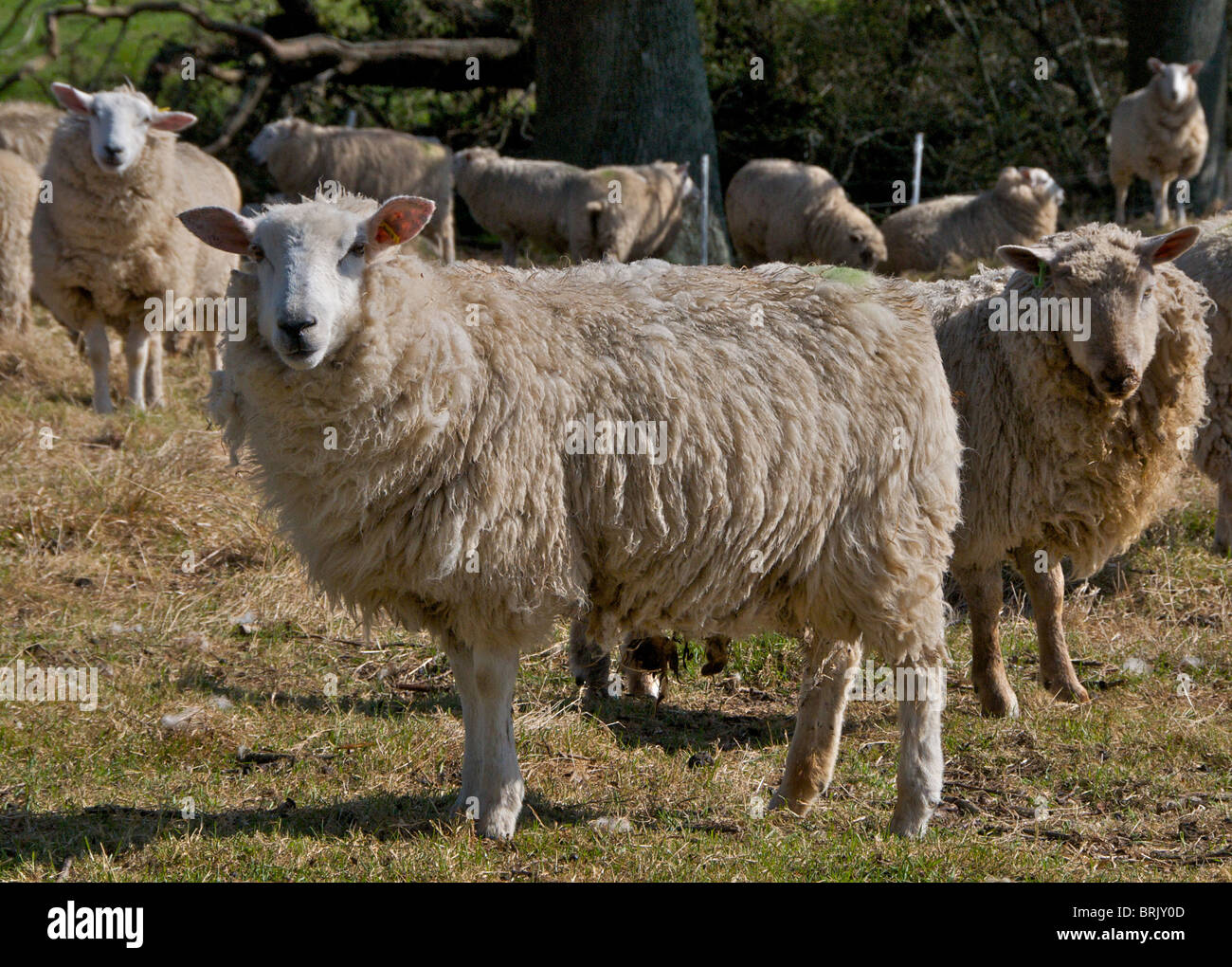 Sheep warily watch passers-by in their field in Sussex Stock Photo - Alamy