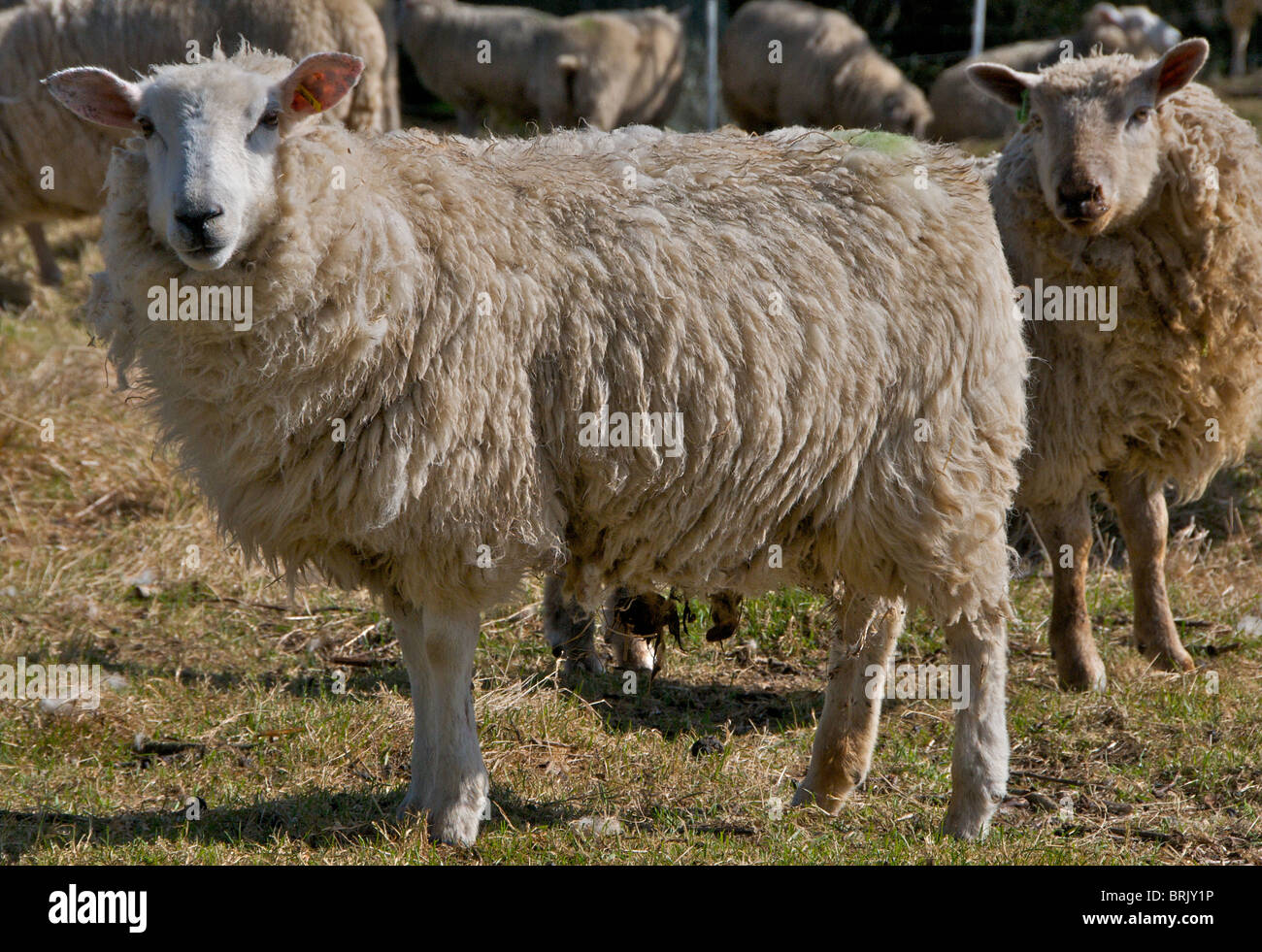 Sheep warily watch passers-by in their field in Sussex Stock Photo - Alamy