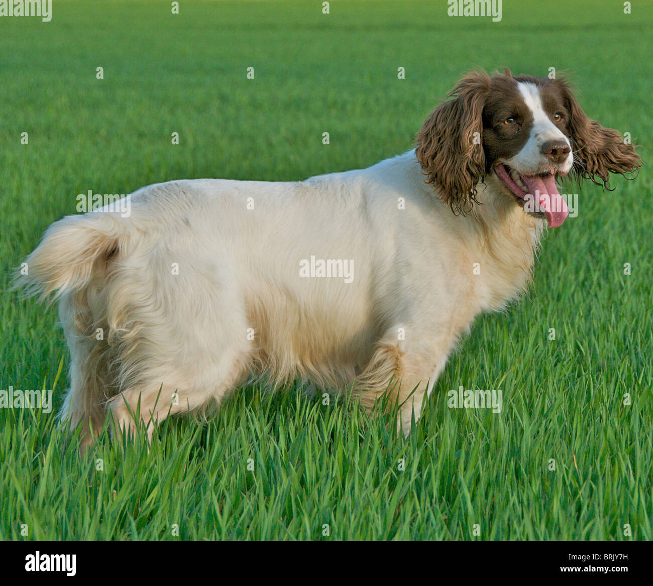 The English Springer Spaniel is a well known working dog frequently ...