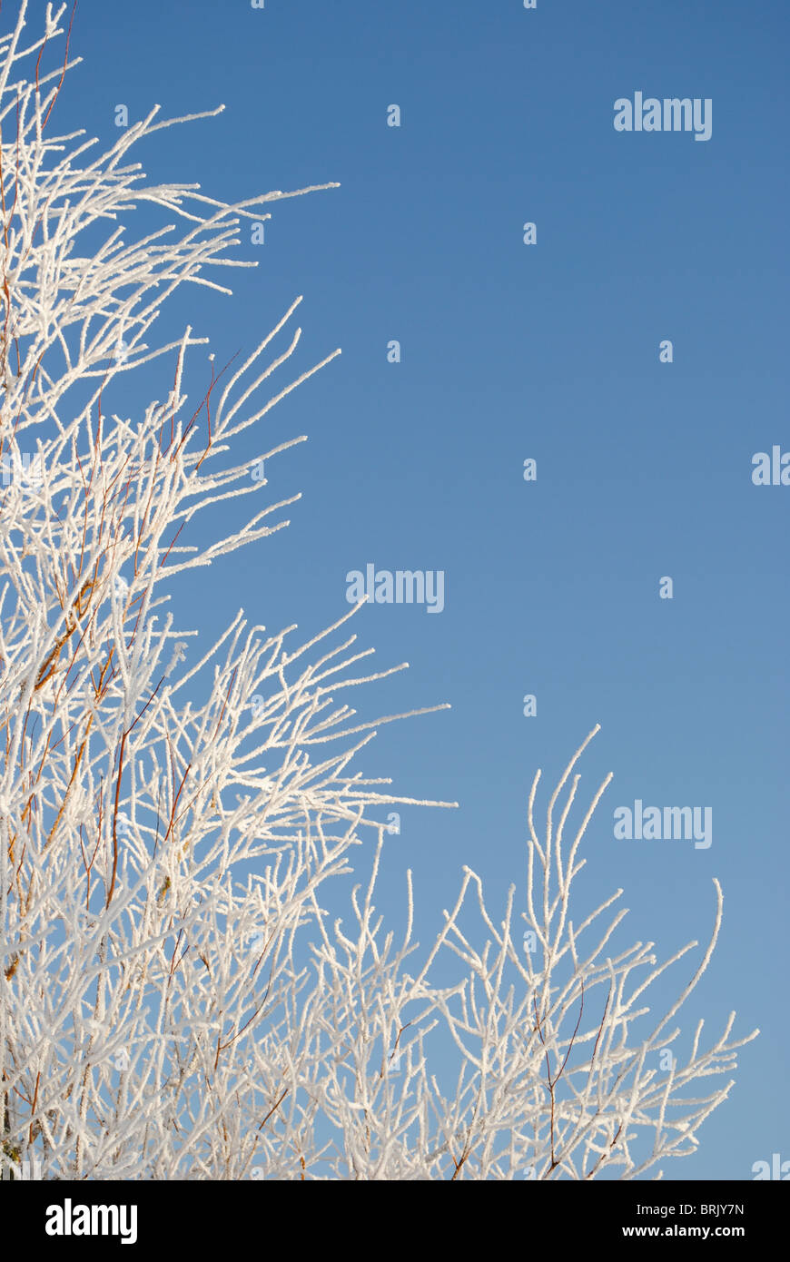 frost on a tree Stock Photo - Alamy