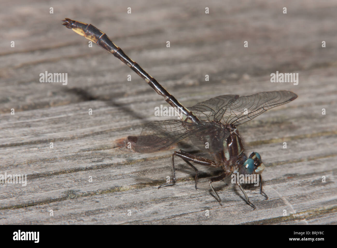 Phanogomphus exilis hi-res stock photography and images - Alamy