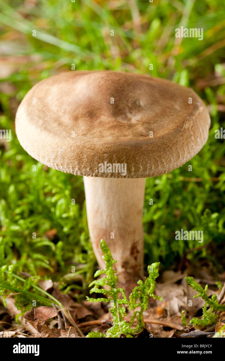Young oak milkcap mushrooms (Lactarius quietus Stock Photo - Alamy Young oak milkcap mushrooms (Lactarius quietus Stock Photo - Alamy