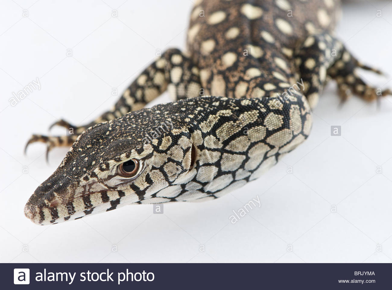 Perentie Stock Photos & Perentie Stock Images - Alamy