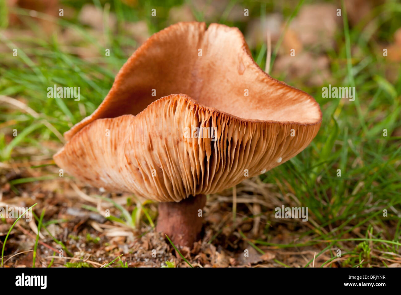 Rufous Milkcap mushroom (Lactarius rufus Stock Photo - Alamy