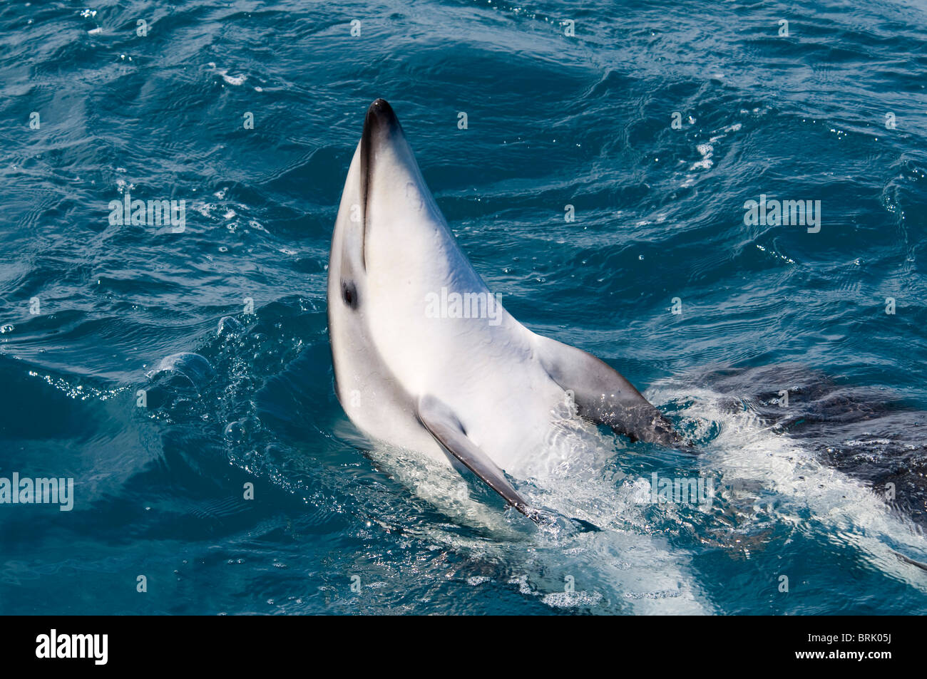 Lagenorhynchus obscurus hi-res stock photography and images - Alamy