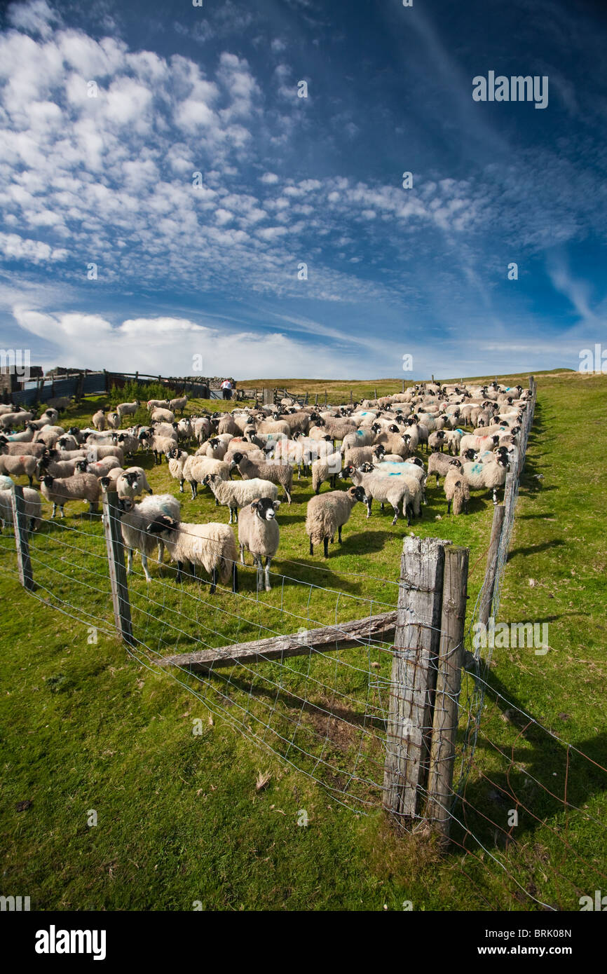 Cattle grid sheep hi-res stock photography and images - Alamy