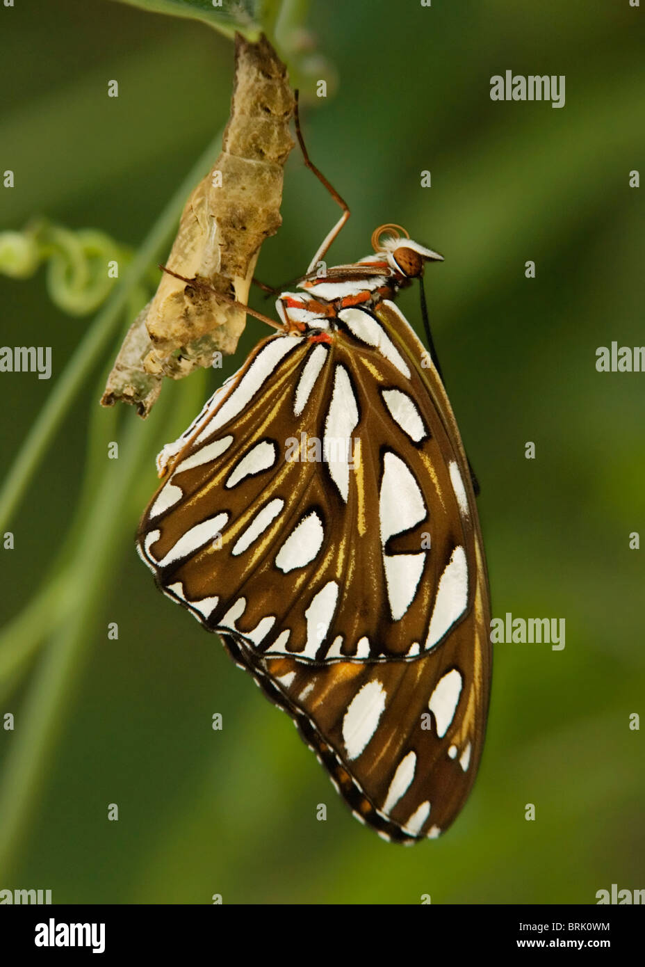 Gulf Fritillary butterfly freshly hatched drying its wings while ...