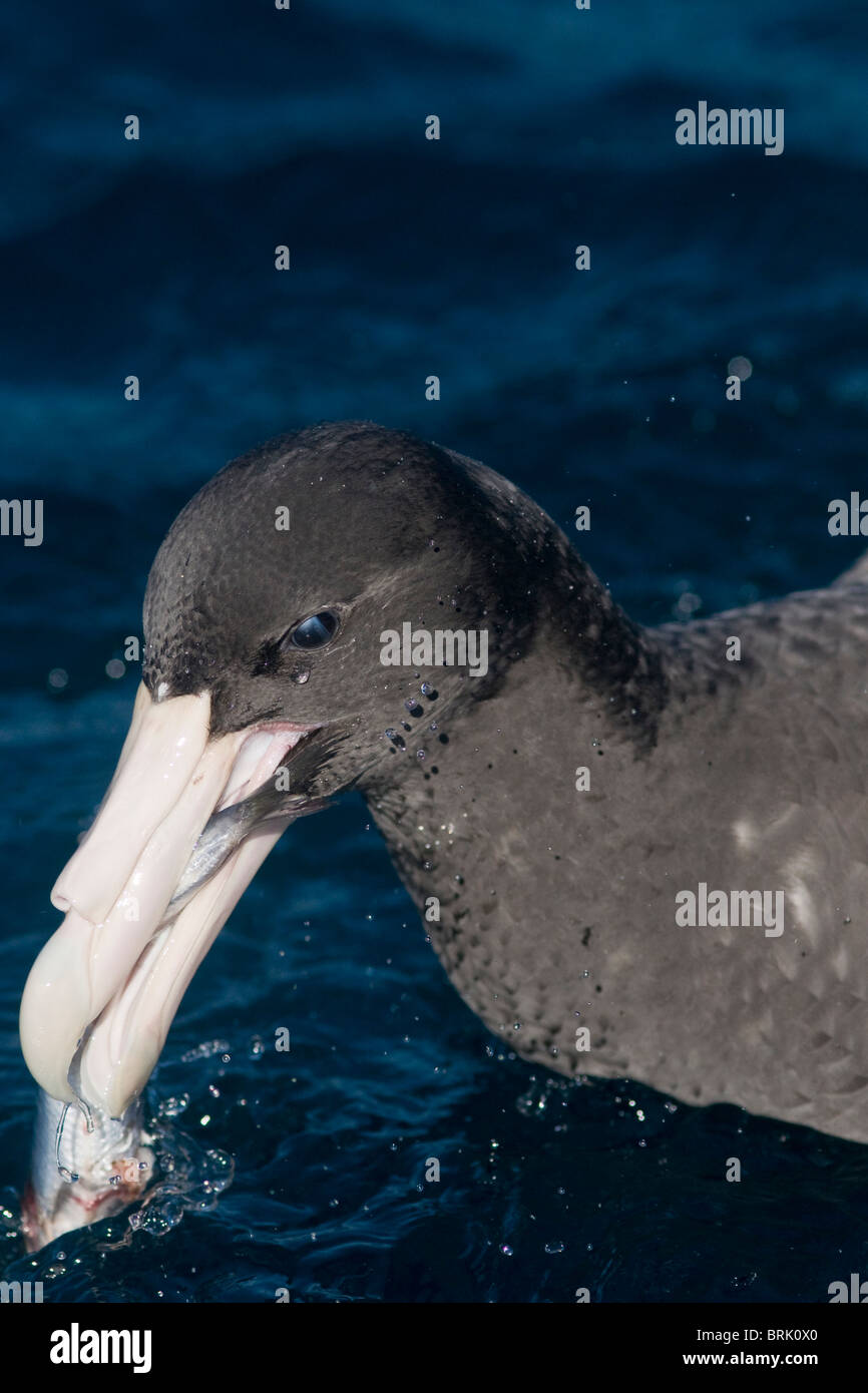 Petrel feeding hi-res stock photography and images - Alamy