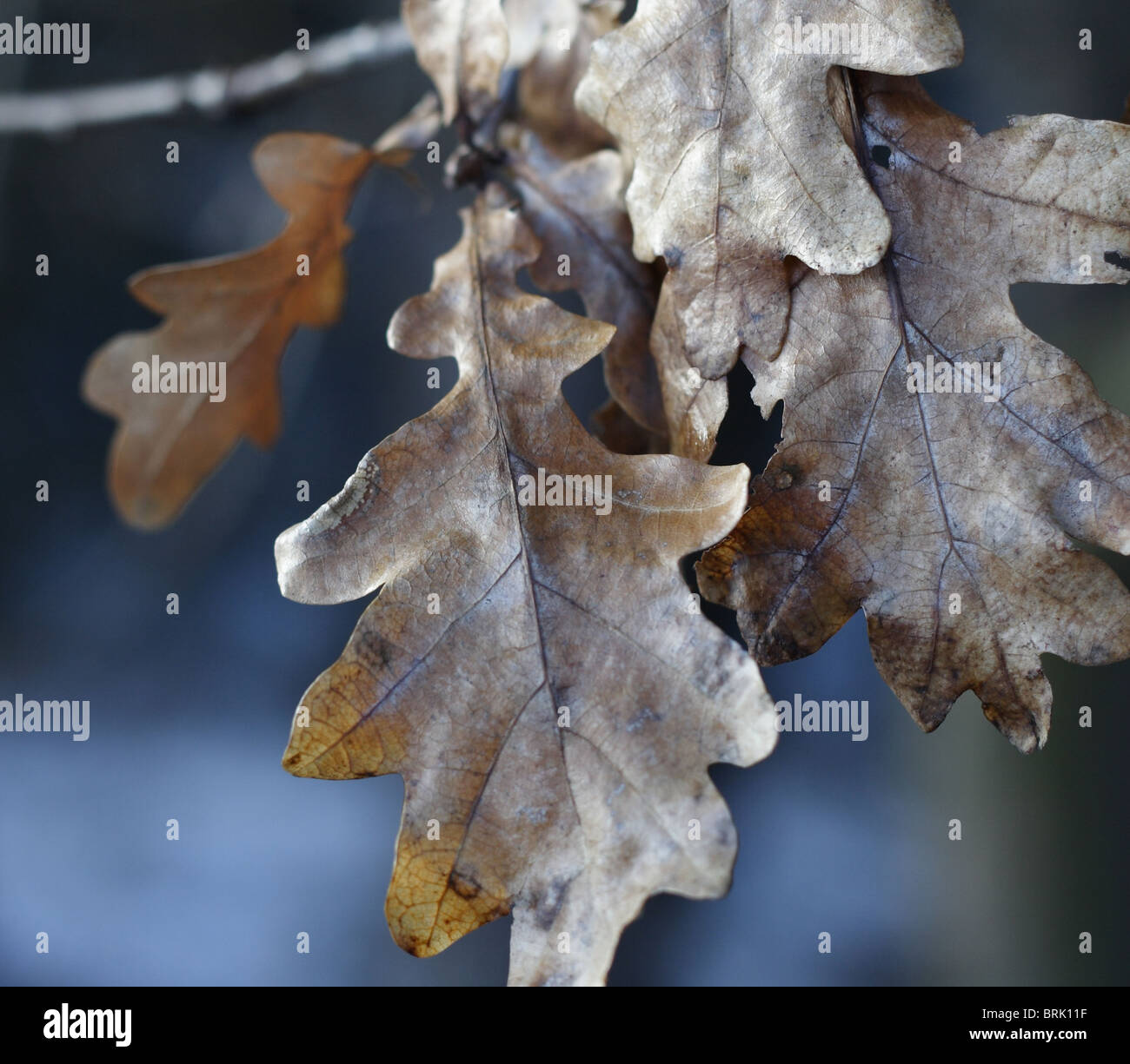 Dry oak leaf Stock Photo - Alamy