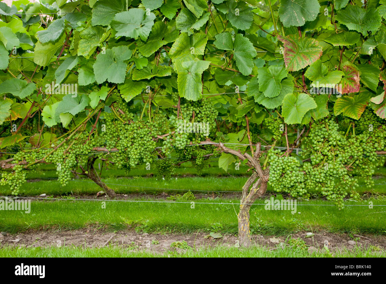 Vine plants with heavy clusters of grapes Stock Photo - Alamy