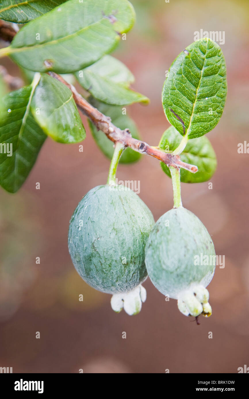 Feijoa fruit hi-res stock photography and images - Alamy