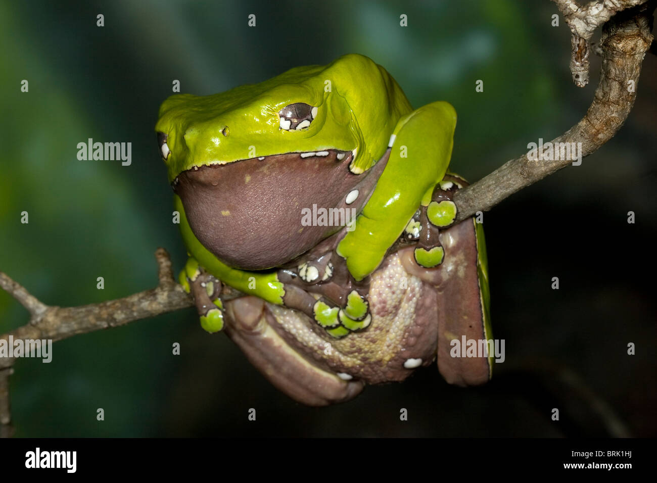 Giant frog hi-res stock photography and images - Alamy