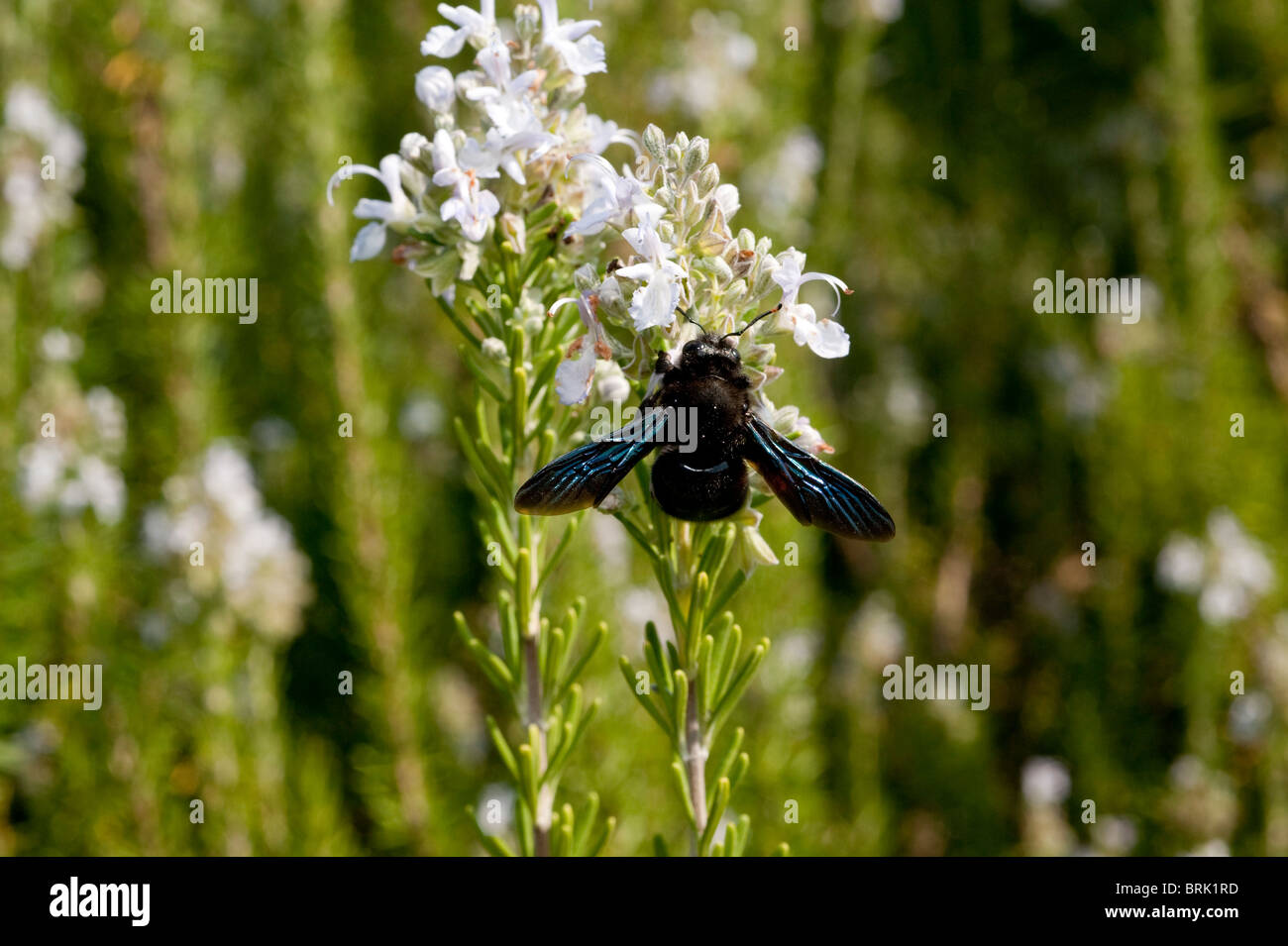 Carpenter bee feeding on rosemary Stock Photo - Alamy