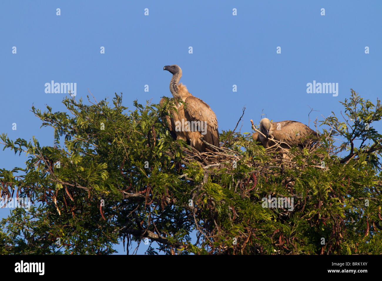 Vulture nest hi-res stock photography and images - Alamy